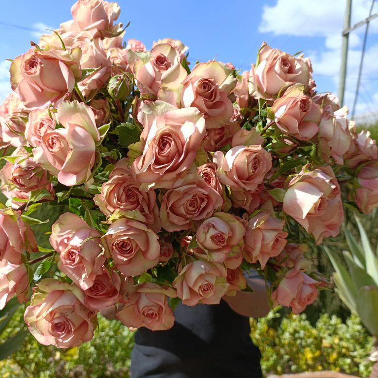 Azore – Primarosa Flowers