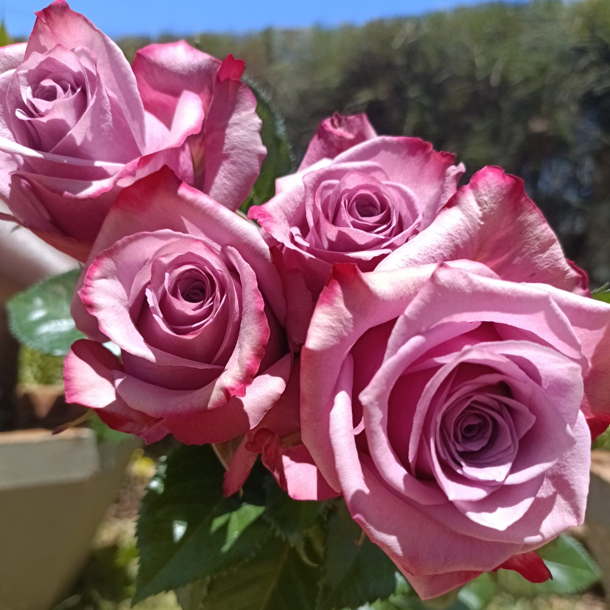 New Orleans – Primarosa Flowers