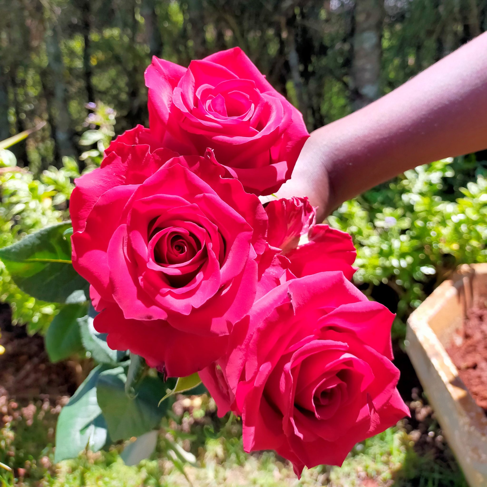 Ever Red – Primarosa Flowers